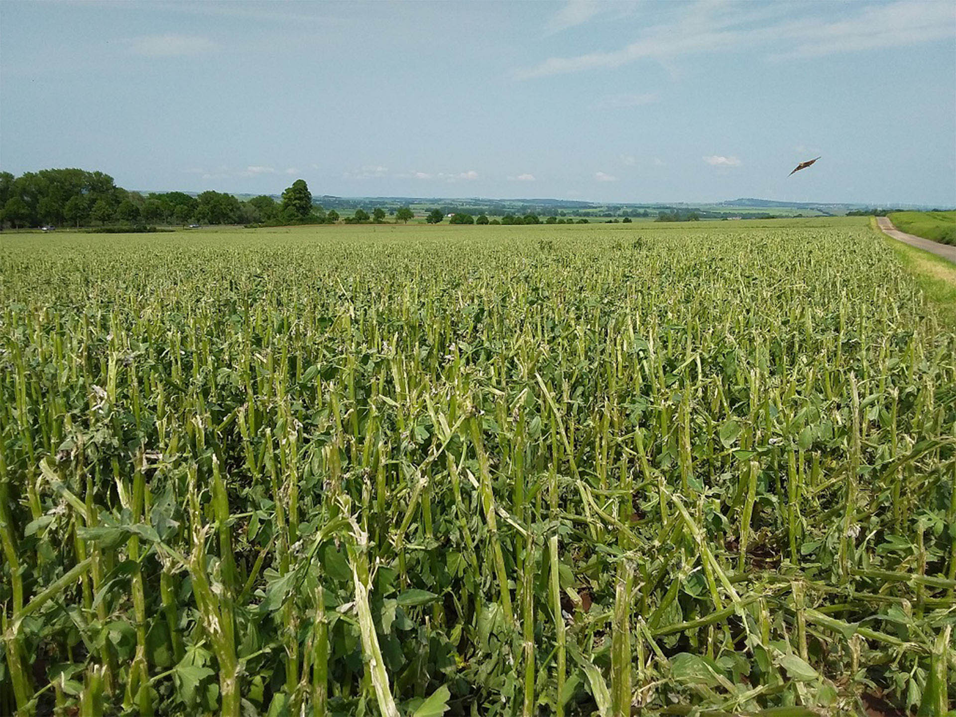 Tief „Gebhard“ schädigt bereits 10.000 Hektar – die Gewitterlage hält ...