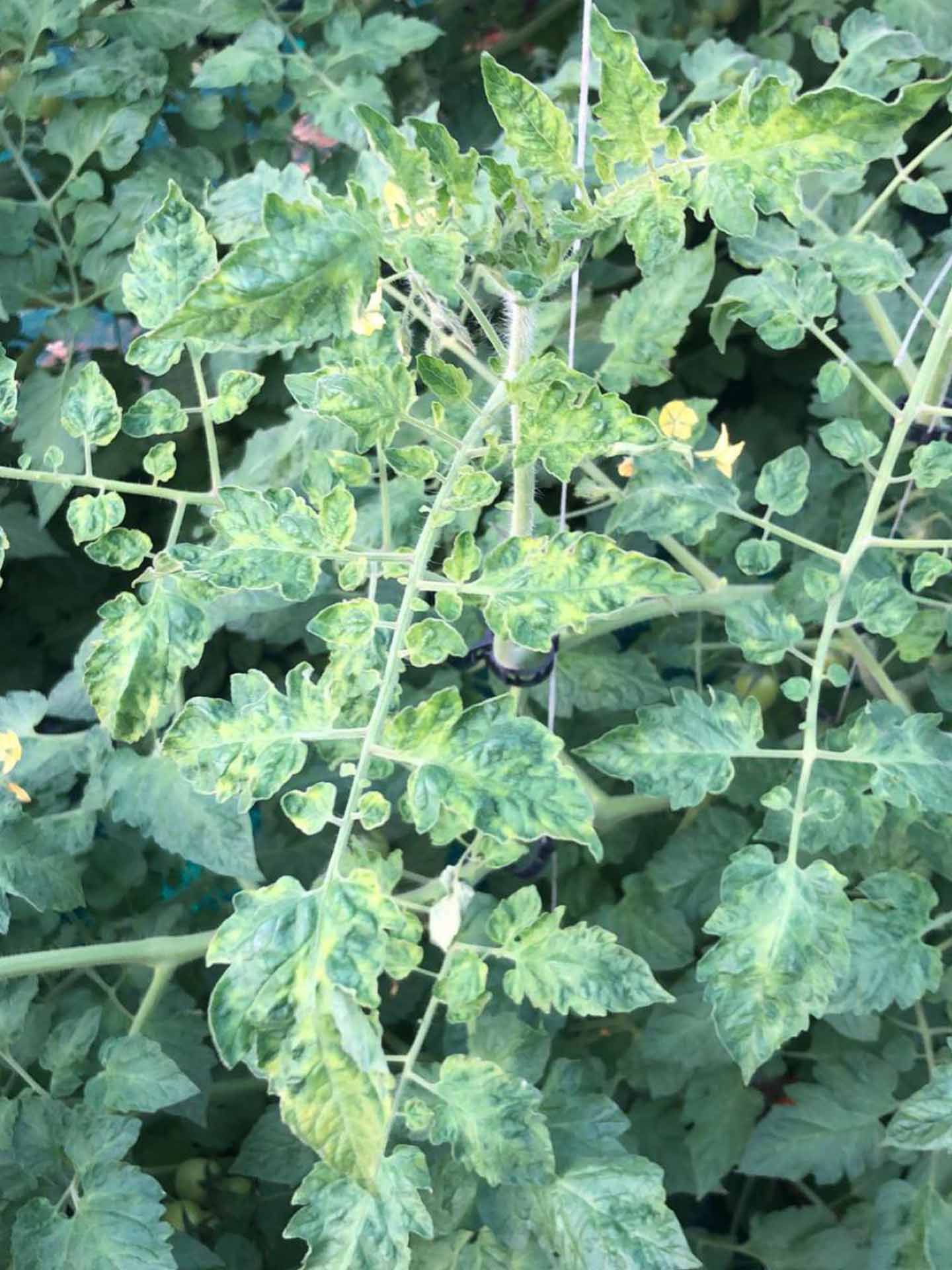 Neues Risiko „Jordan-Virus“ ab November 2019 abzusichern - VEREINIGTE ...